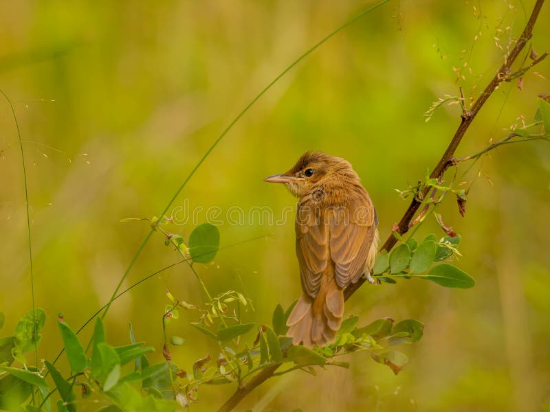 Great Reed Warbler on a Tree Branch, with a Green Background Stock ...