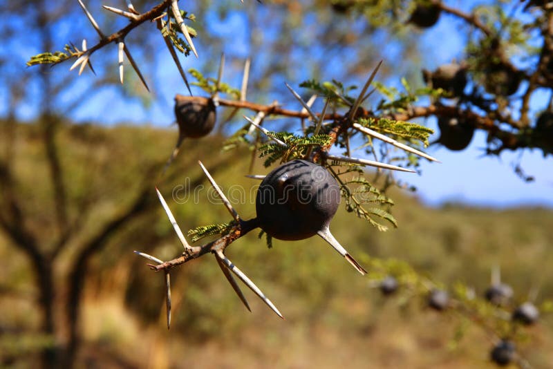 338 Great Rift Valley Tree Stock Photos - Free & Royalty-Free Stock ...