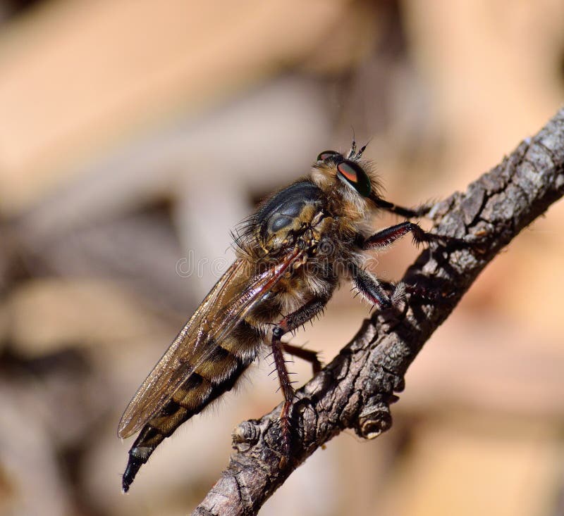 Great Robber Fly in Foreground Stock Image - Image of isolated, habitat ...
