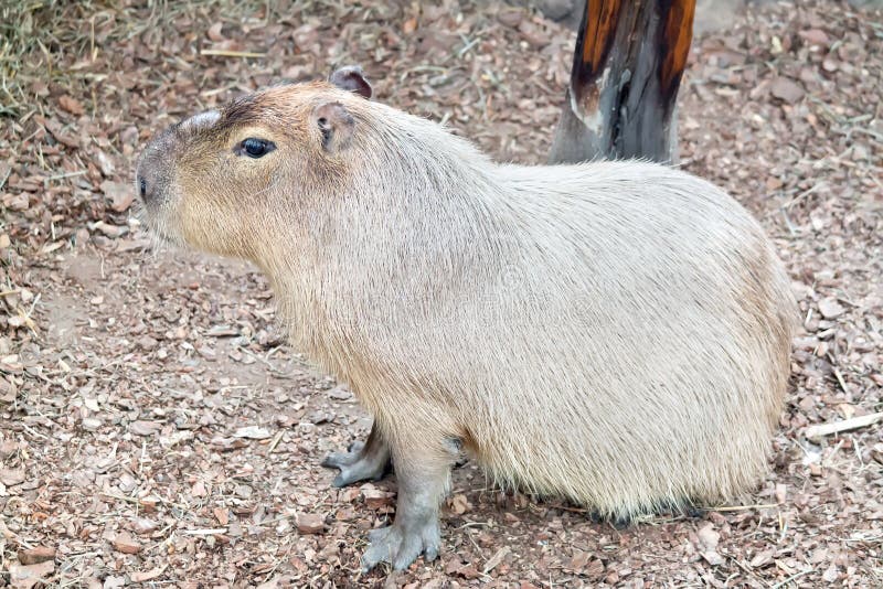 Male Capybara With Deformed Mouth, And Baby Stock Image - Image of ...
