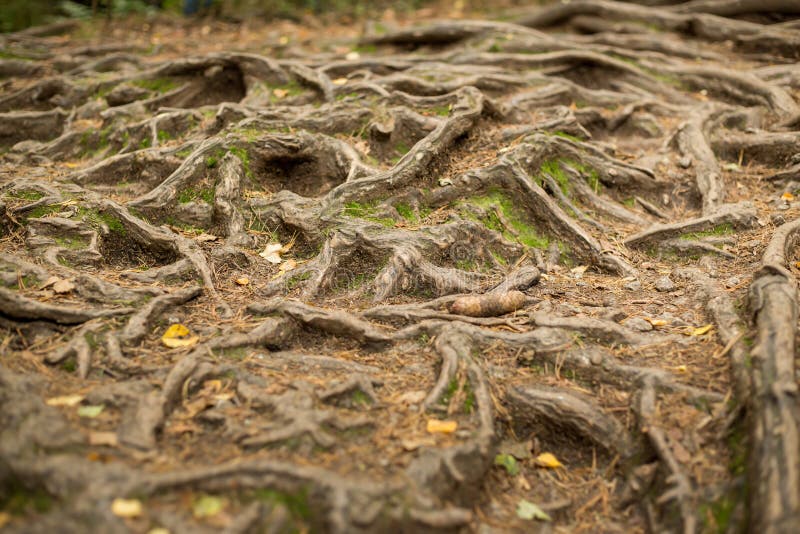 Great Roots Growing in the Middle of the Forest Stock Photo - Image of ...
