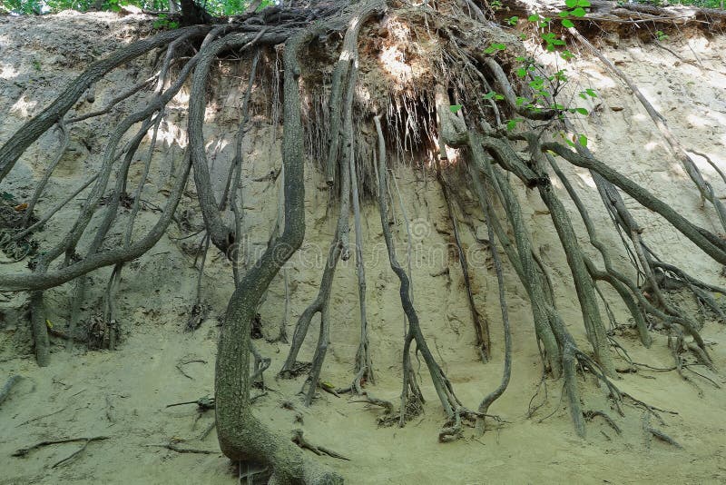 The Great Roots of the Tree. Stock Photo - Image of tree, garden: 259921604