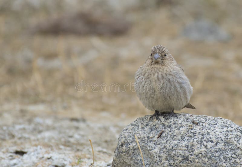 Great Rosefinch (Carpodacus Rubicilla Stock Photo - Image of horizontal ...