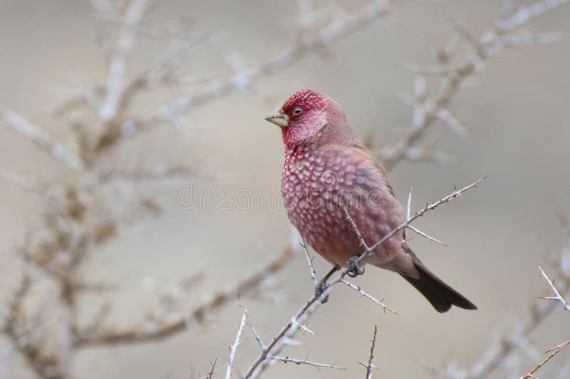 Great Rosefinch (Carpodacus Rubicilla Stock Photo - Image of view ...