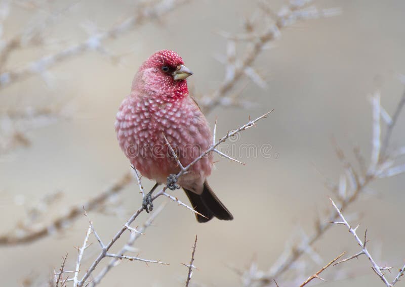 Great Rosefinch (Carpodacus Rubicilla Stock Image - Image of lake ...