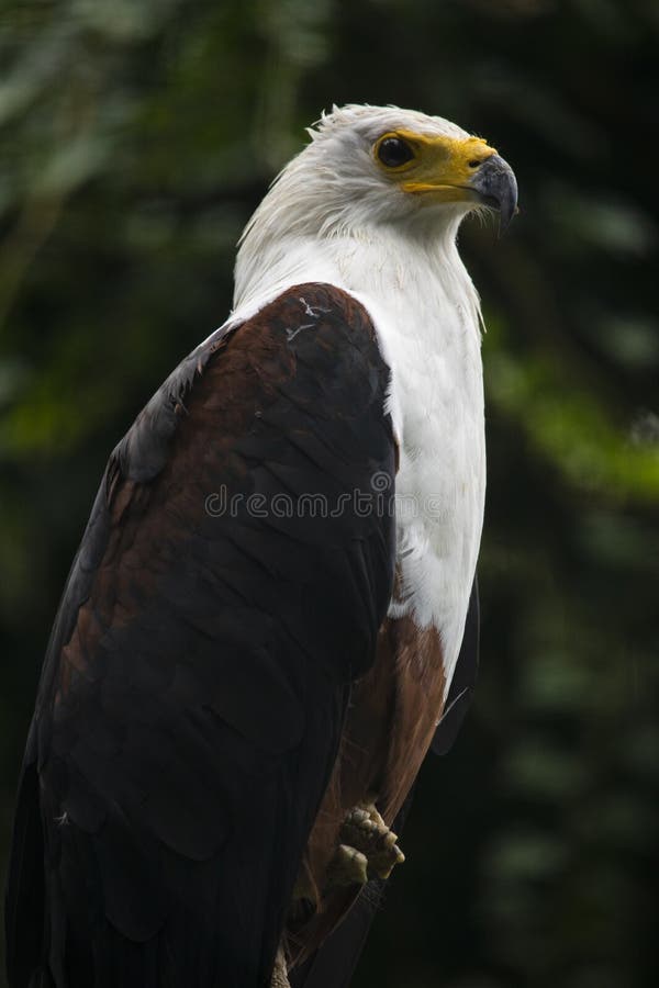 Great Royal Eagle Portrait Look at Camera Impassively on a Tree Trunk ...