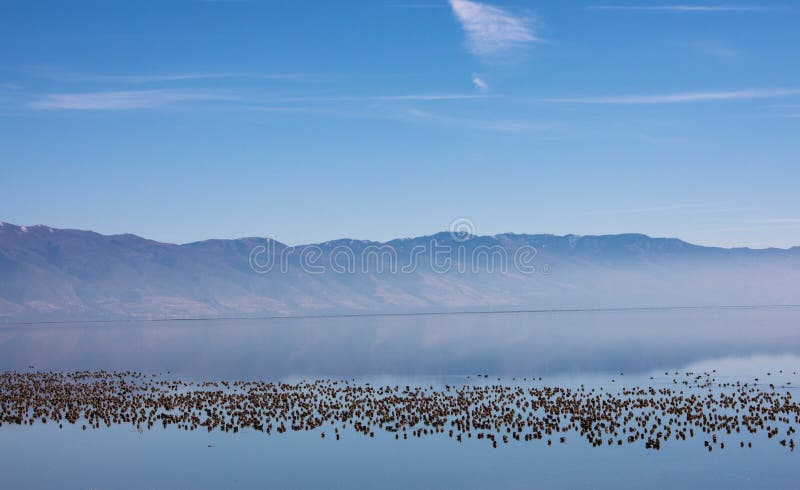 Great Salt Lake stock image. Image of nature, birds, natural - 81813197
