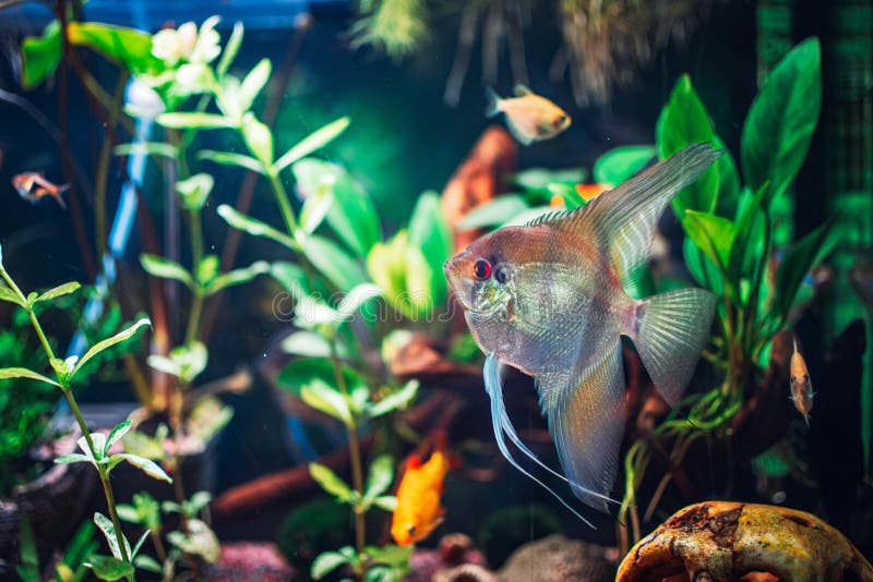 A Great Scalar Fish in Aquarium Stock Image - Image of closeup ...