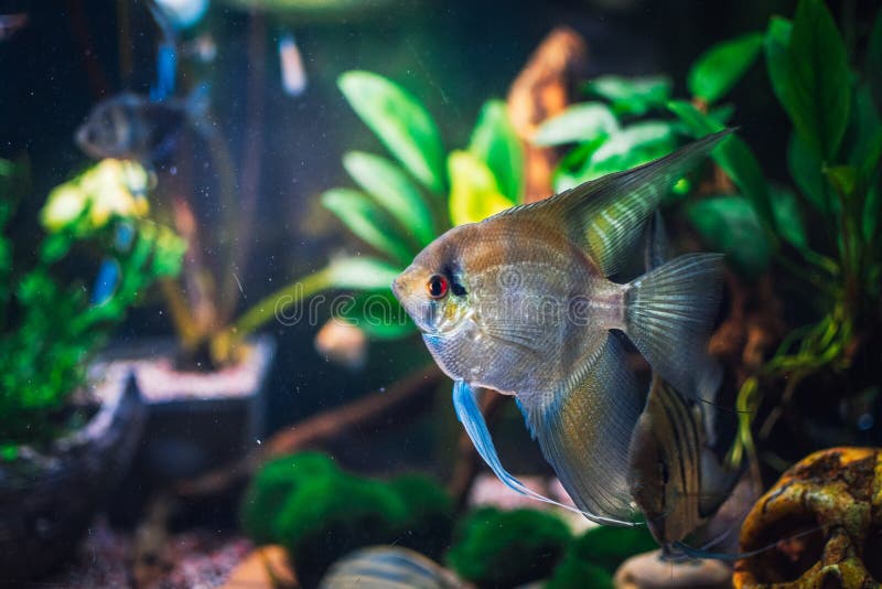 A Great Scalar Fish in Aquarium Stock Image - Image of tank, blue ...