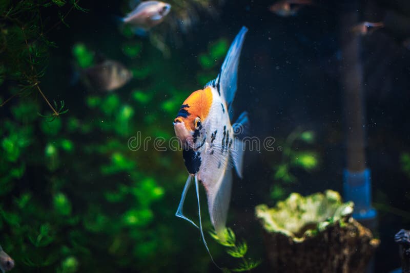 A Great Scalar Fish in Aquarium Stock Photo - Image of beautiful ...