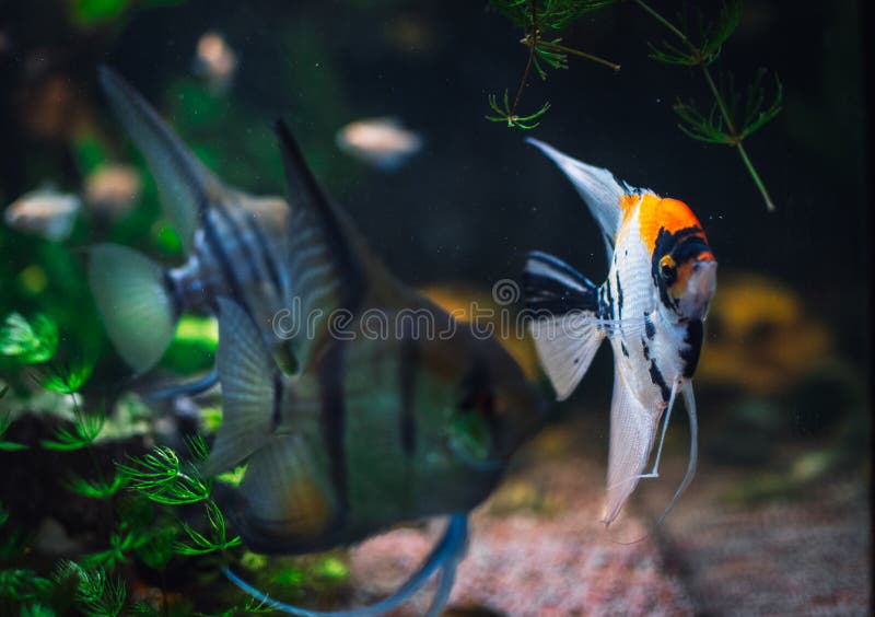 A Great Scalar Fish in Aquarium Stock Photo - Image of butterfly, fresh ...