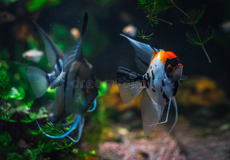 753 Scalar Stock Photos - Free & Royalty-Free Stock Photos from Dreamstime