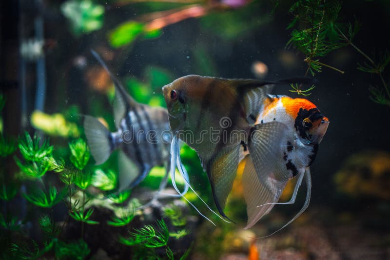 A Great Scalar Fish in Aquarium Stock Photo - Image of macro, blue ...