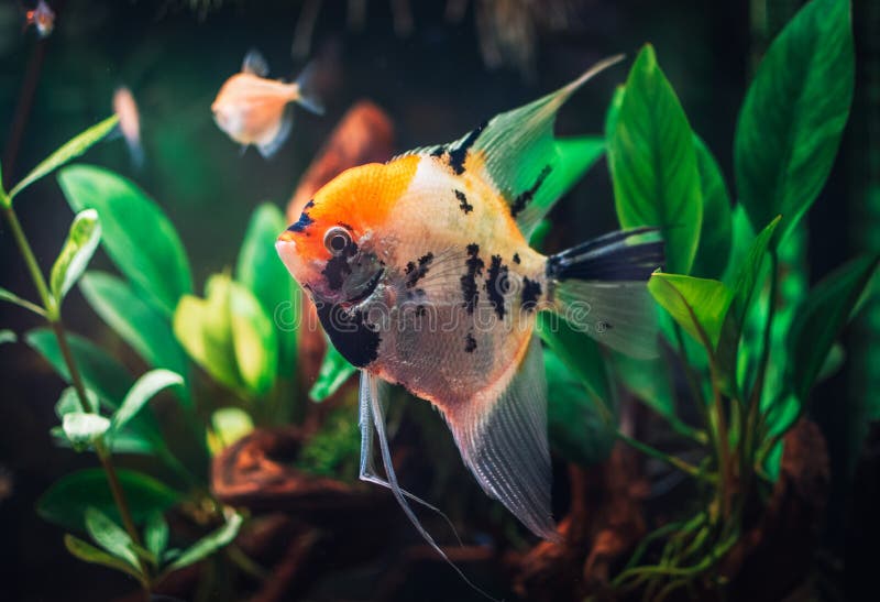 A Great Scalar Fish in Aquarium Stock Photo - Image of gymnocorymbus ...