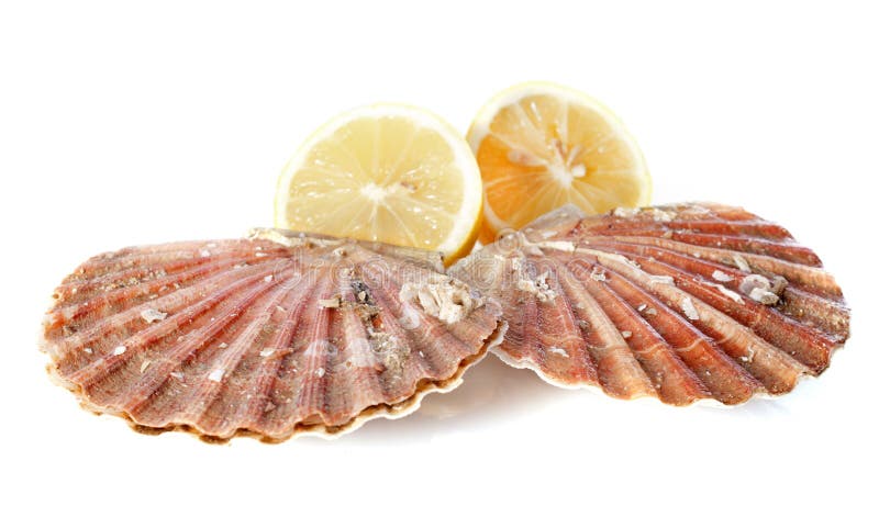 Razor shell stock image. Image of ingredient, seafood - 36258517