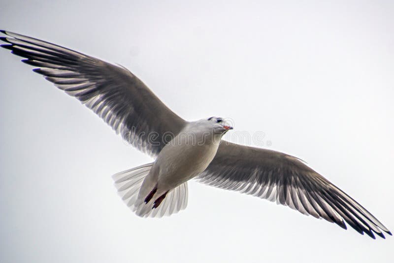 Great Sea Gull Flies Spreading Its Wings Stock Photo - Image of great ...