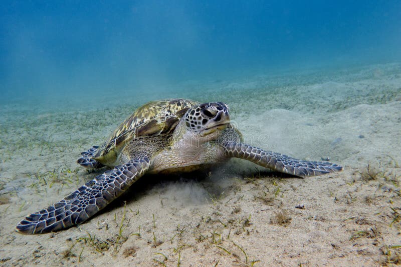 Great Sea Turtle on the Bottom of Red Sea Stock Image - Image of ...