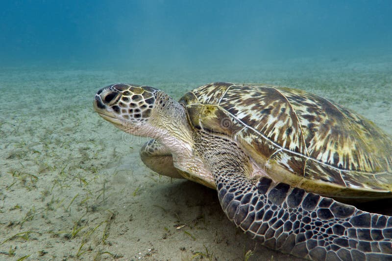 Great Sea Turtle on the Bottom of Red Sea Stock Image - Image of blue ...