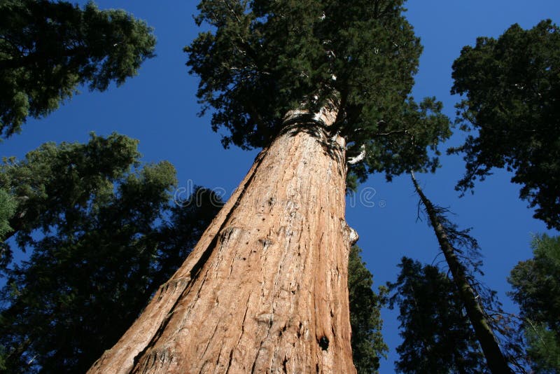 Great Sequoia stock photo. Image of tall, park, sequoia - 10769434