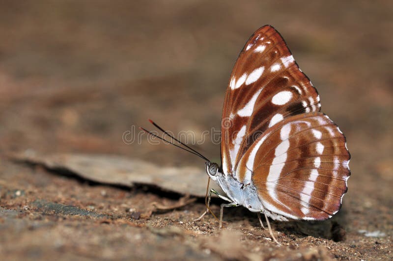 208 Sergeant Butterfly Stock Photos - Free & Royalty-Free Stock Photos ...