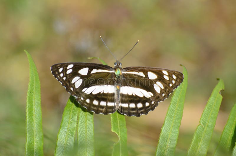 199 Sergeant Butterfly Stock Photos - Free & Royalty-Free Stock Photos ...