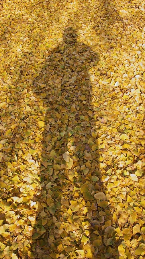 Great Shadow stock image. Image of urban, great, abstract - 4609747