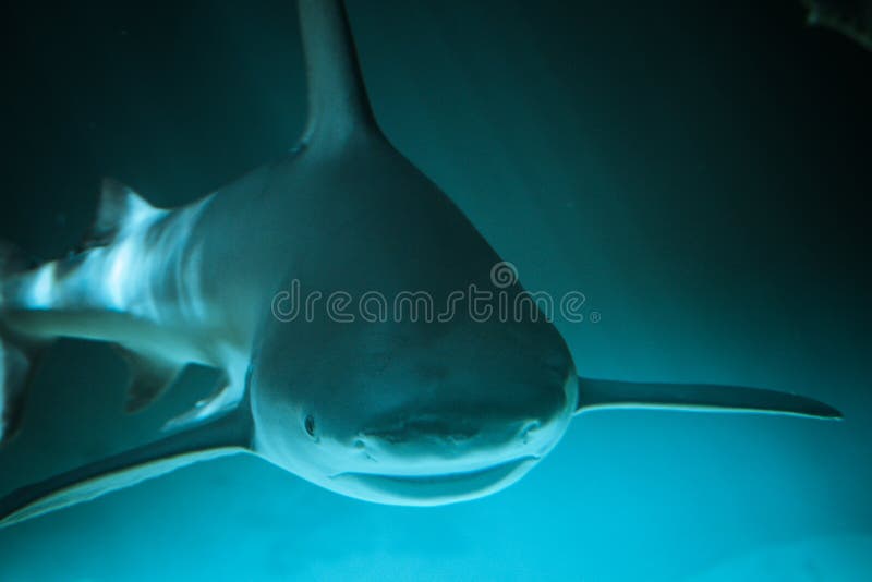 Great Shark Underwater Photo in the Deep Blue Water. Stock Photo ...