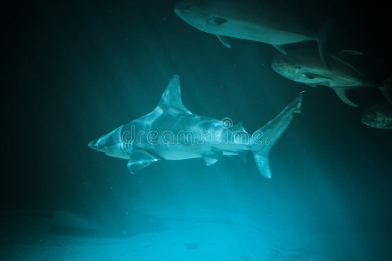 Great Shark Underwater Photo in the Deep Blue Water. Stock Photo ...