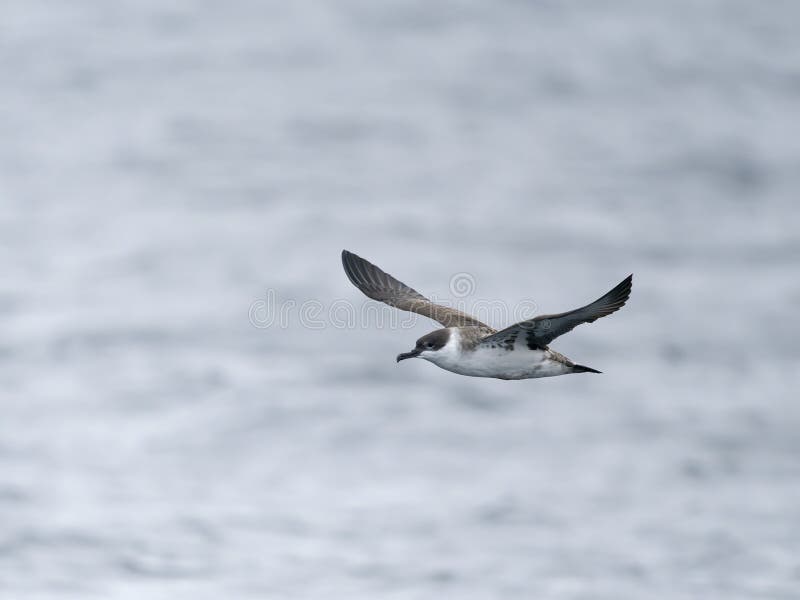 Great Shearwater, Puffinus Gravis Stock Photo - Image of 2024, great ...