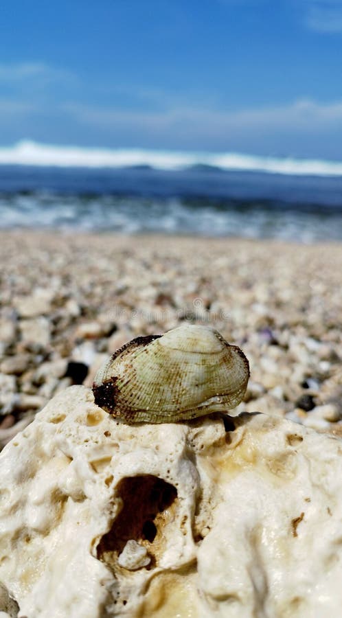 Great Shell in the Beach stock image. Image of nature - 261644507