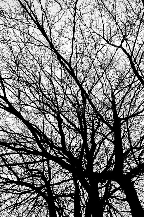 The Network of Branches of a Tree Stock Photo - Image of france, winter ...