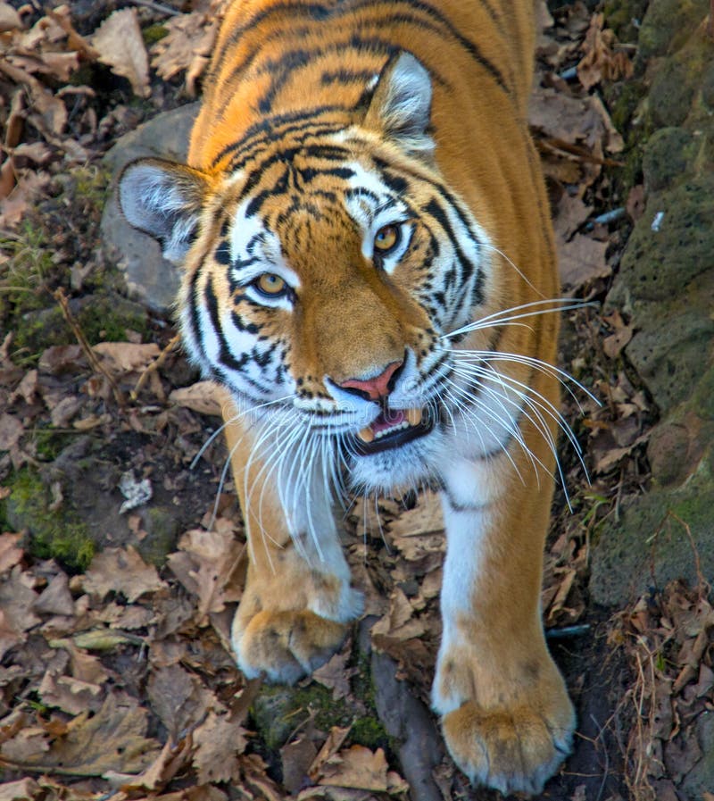 The Great Siberian Tiger, a Beautiful Predator Shows Teeth, Plays and ...