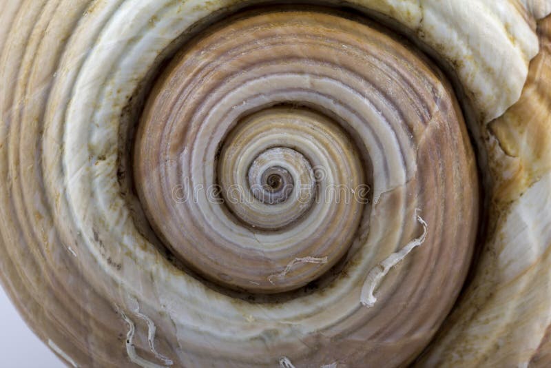 Swirling shell stock photo. Image of invertebrate, swirl - 6254262
