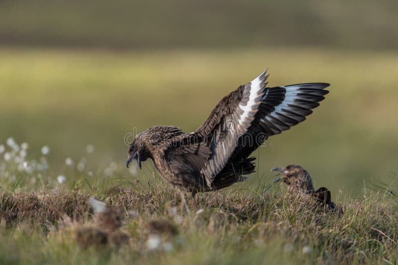 Great skua stock photo. Image of bird, gull, stercorariidae - 18236836