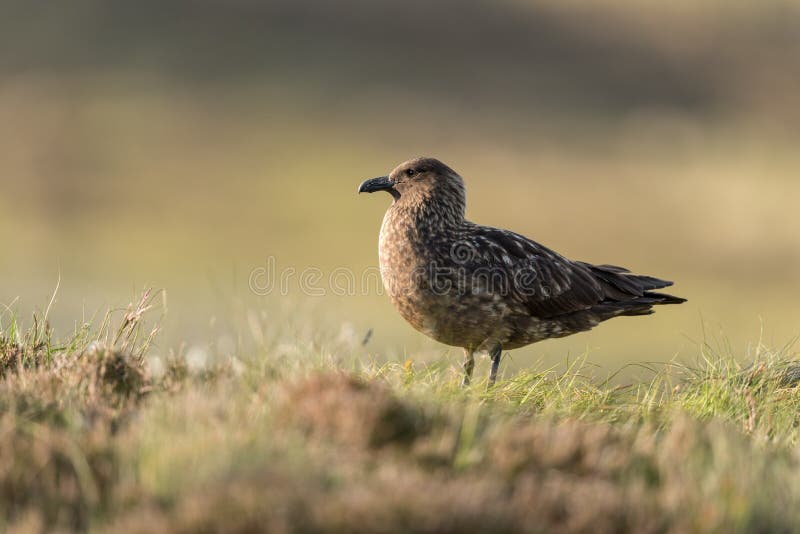 Great skua stock photo. Image of bird, gull, stercorariidae - 18236836