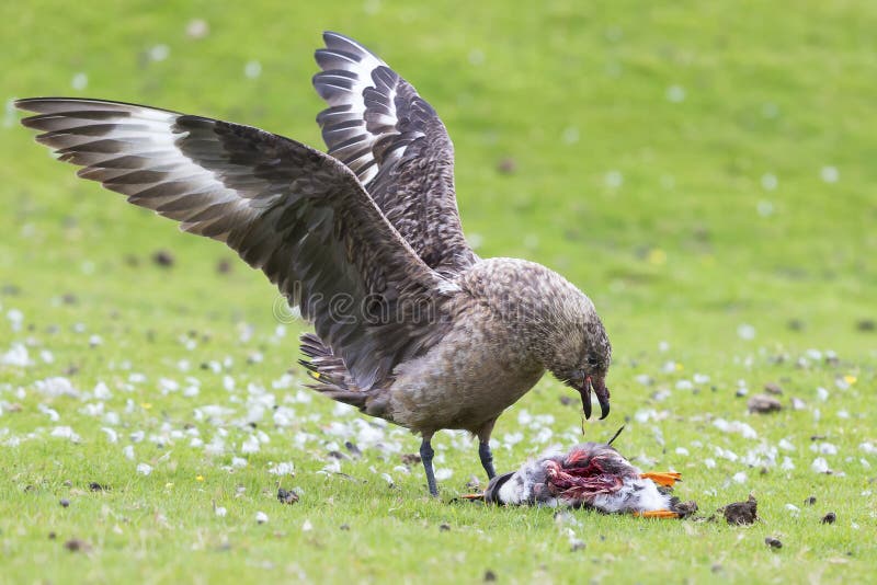 Great Skua Standing on Green Grass Eating a Puffin it Killed Stock ...