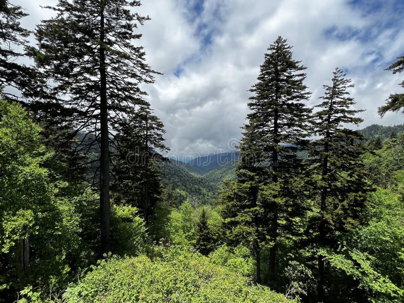 Great Smoky National Park in the Spring Stock Image - Image of spruce, tree: 280940997