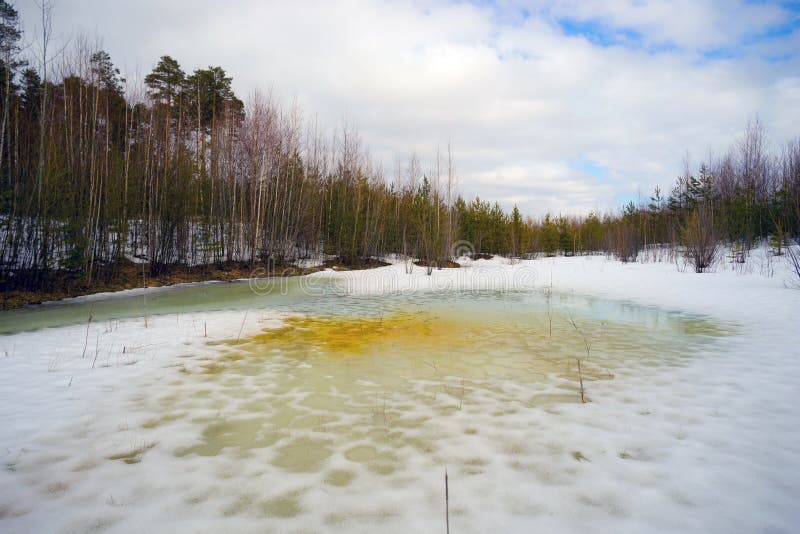 Great Snow Thawed Patch in the Woods Spring. Stock Photo - Image of ...