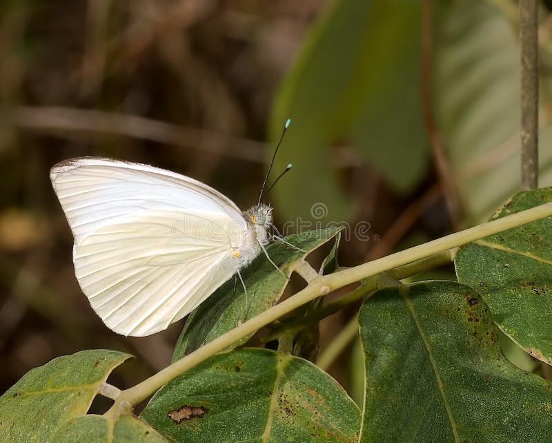 Great Southern White Butterfly Stock Photo - Image of flower, animal ...