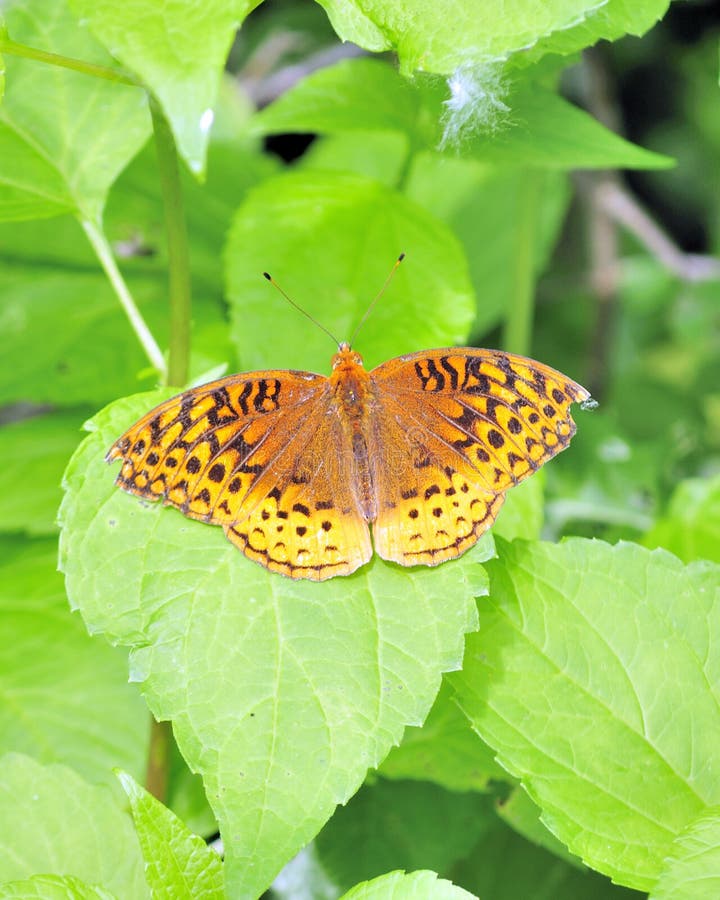 Great Spangled Fritillary Butterfly Stock Image - Image of white, spots ...