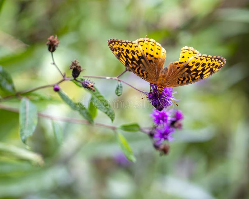 Great Spangled Fritillary Butterfly on Wildflower Stock Photo - Image ...