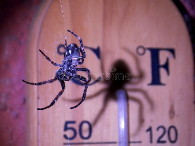Spider and shadow stock image. Image of legs, insect - 124529749