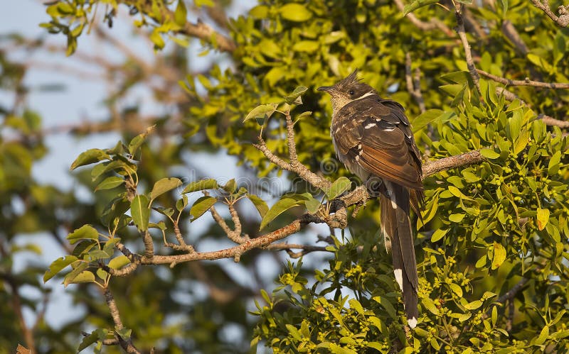 Great Spotted Cuckoo (Clamator Glandarius) Stock Photo - Image of ...