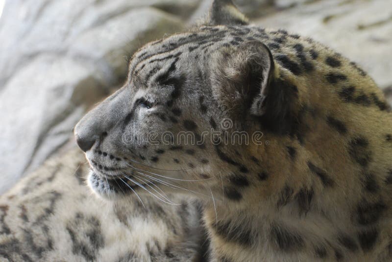 Great Spotted Leopard S Side View with a Determined Face Stock Photo ...