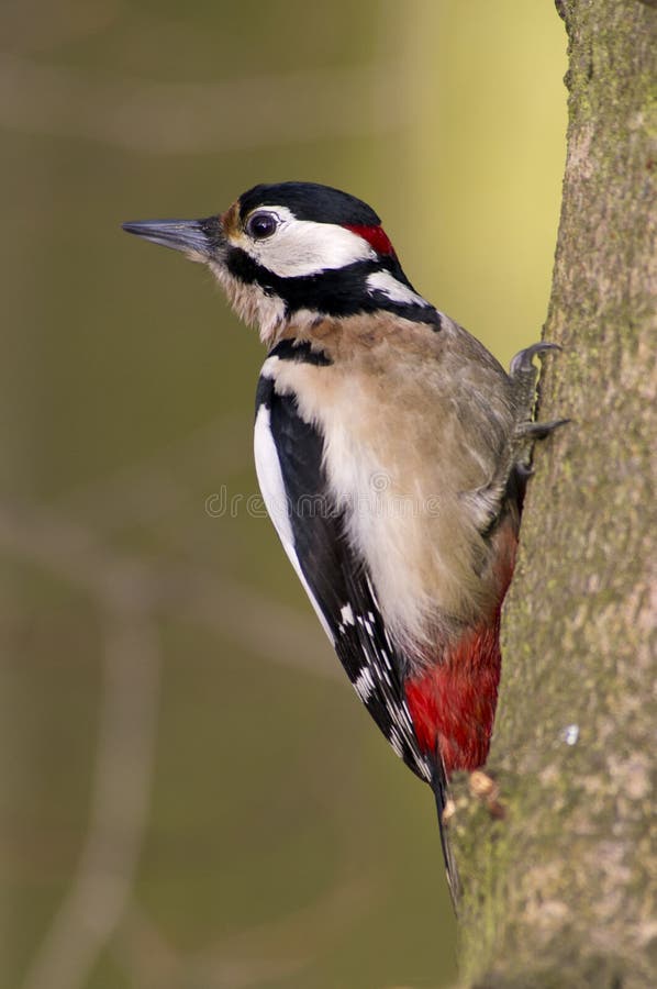 Great Spotted Woodpecker stock photo. Image of woodpecker - 21997450