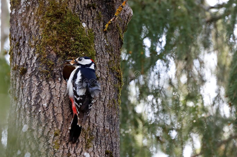 Great Spotted Woodpecker Builds a Nest Hole Stock Photo - Image of beak ...
