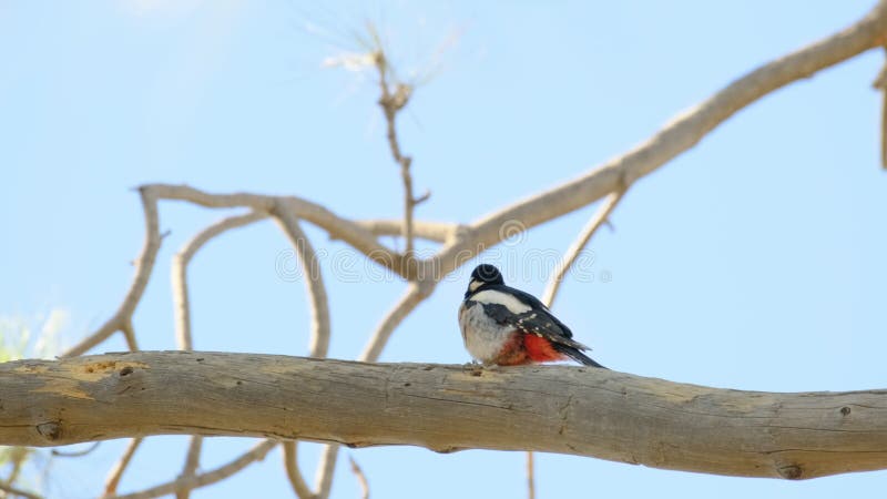 A Great Spotted Woodpecker Tapping Its Beak on a Dry Tree Trunk Stock ...