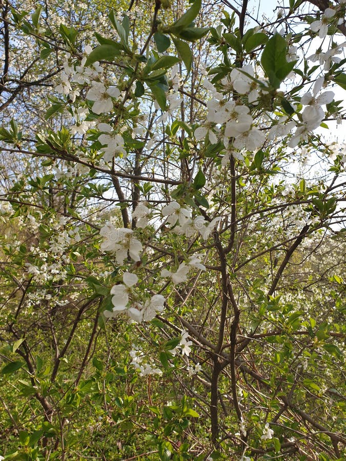 Great Spring Flowers in New Life Stock Photo - Image of great, spring ...