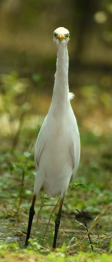 Great Still Pose by Egret White Egret, Also Known As Common Egret ...