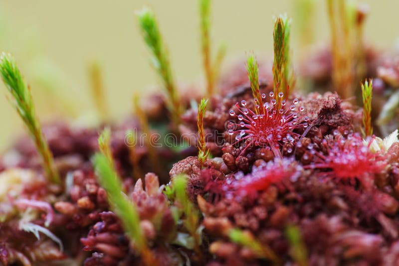 Great Sundew, Drosera Anglica Stock Photo - Image of english ...